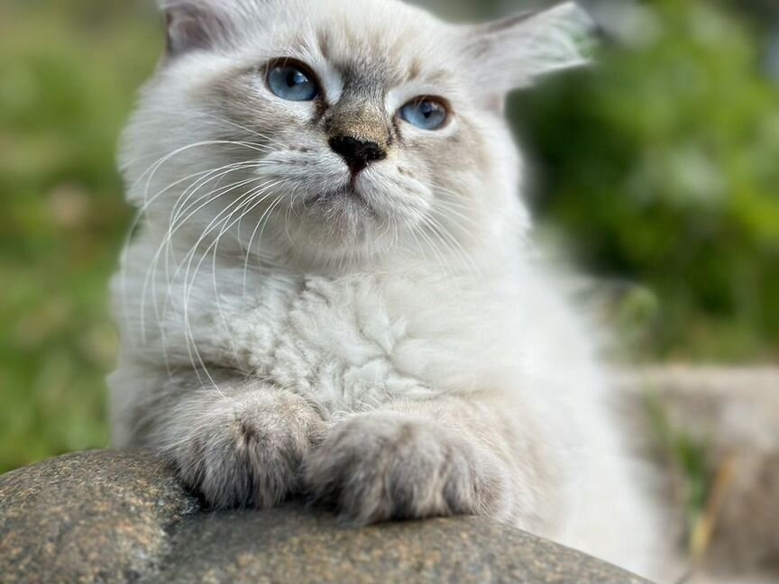 Невские маскарадные котята