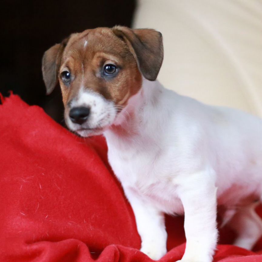 Джек-рассел-терьер, щенок