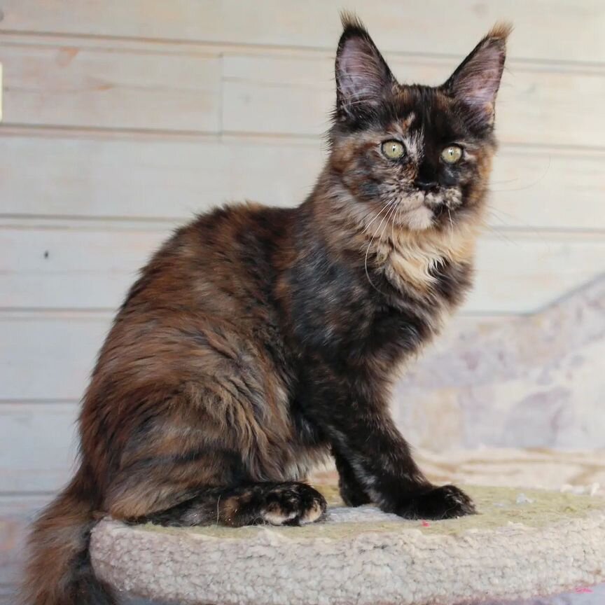 Девочка мейн-кун с документами