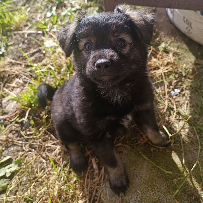 Щенок в добрые руки