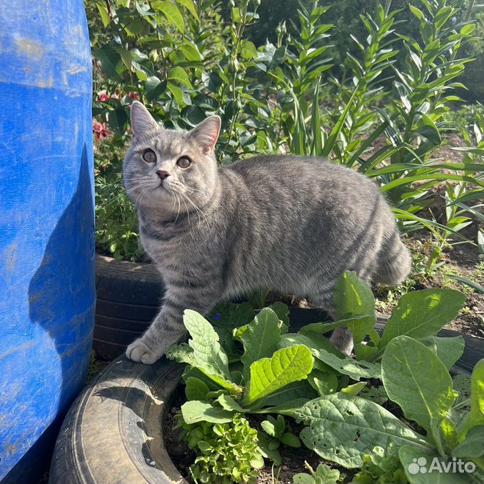 Самый умный и воспитанный котик