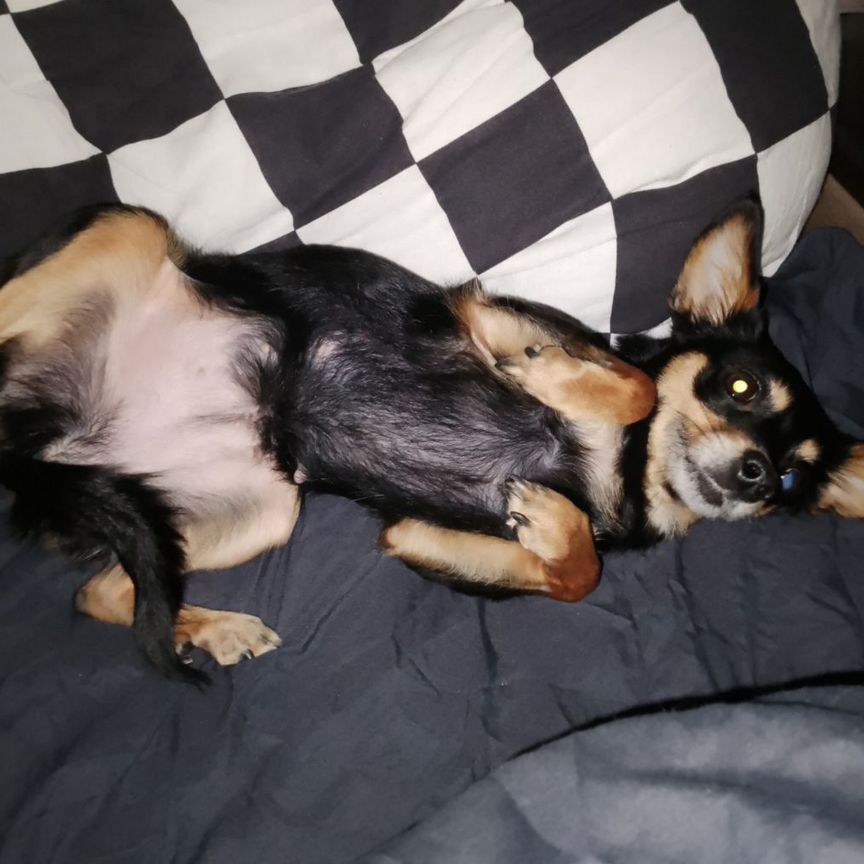 Русский той-терьер, взрослая собака