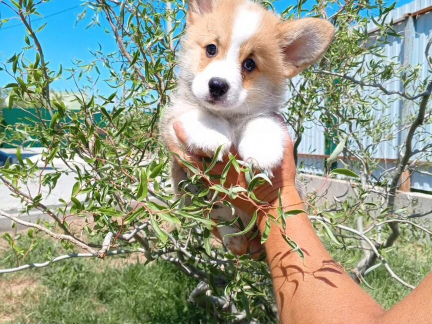 Вельш-корги пемброк щенки лучшие
