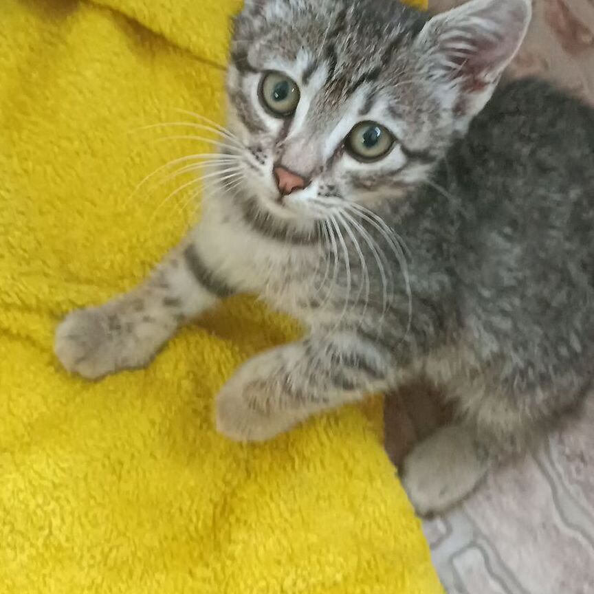 Котенок, девочка. Мама бенгал