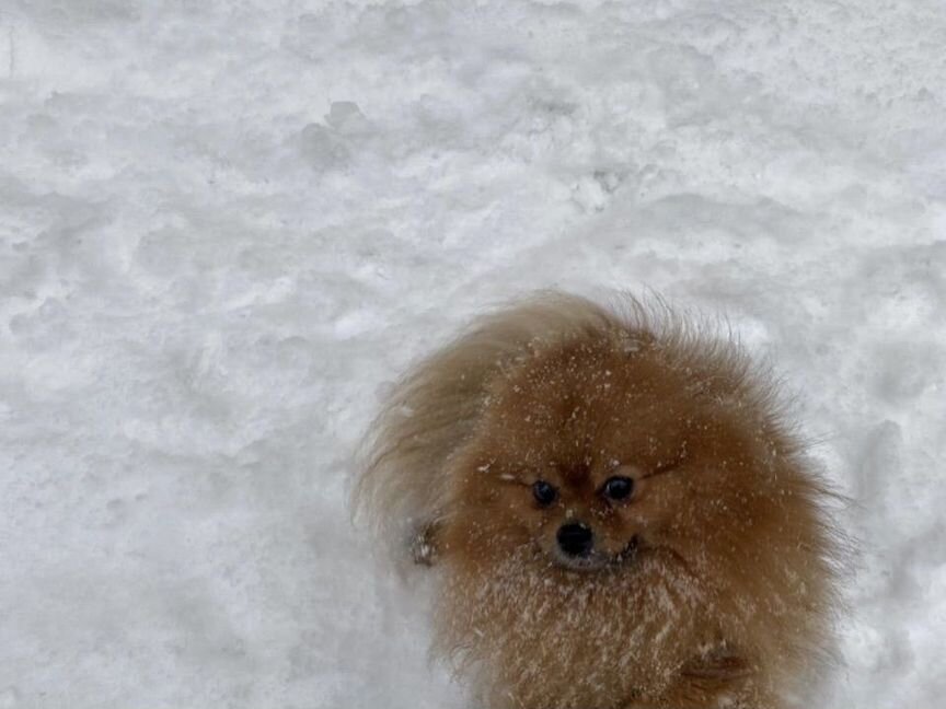 Шпиц и тойтерьер