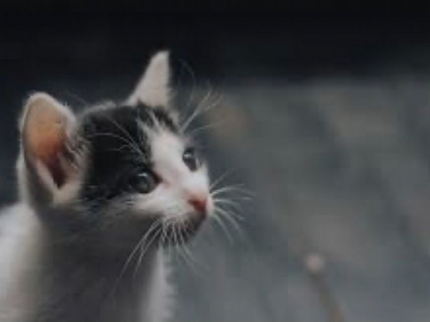 Кошка
