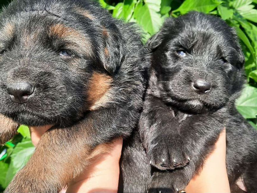 Шикарные Немчики