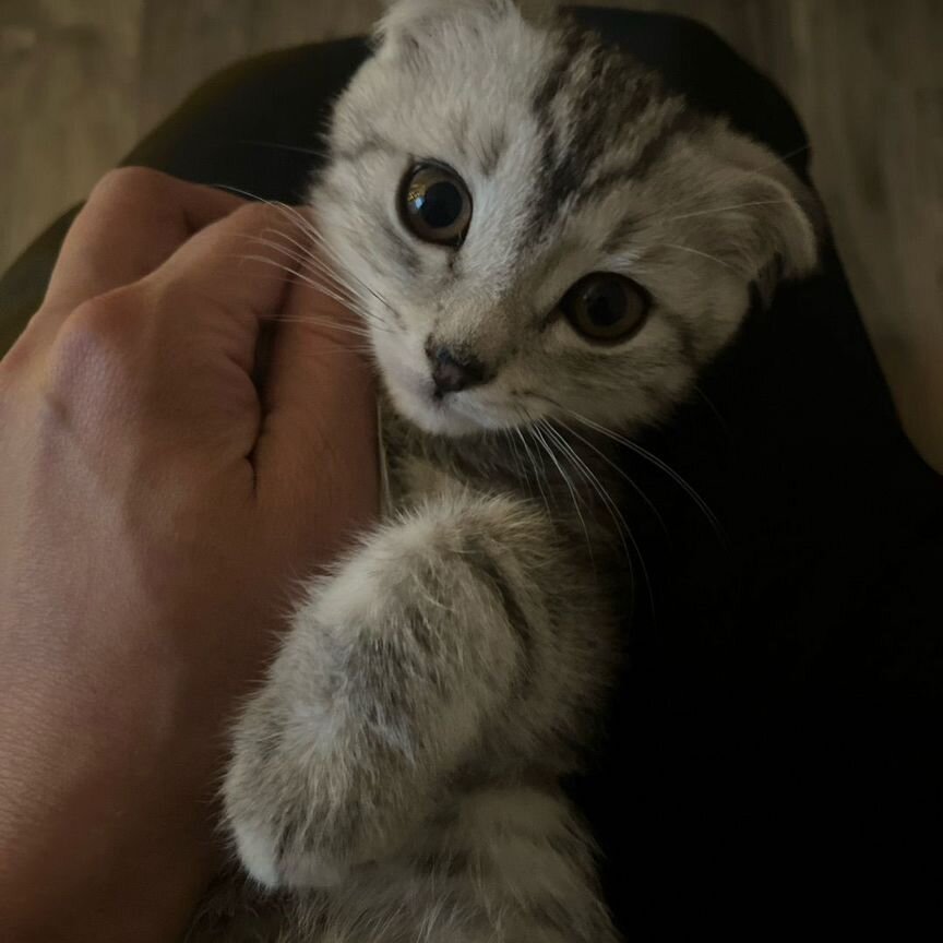 Шотландский красавчик