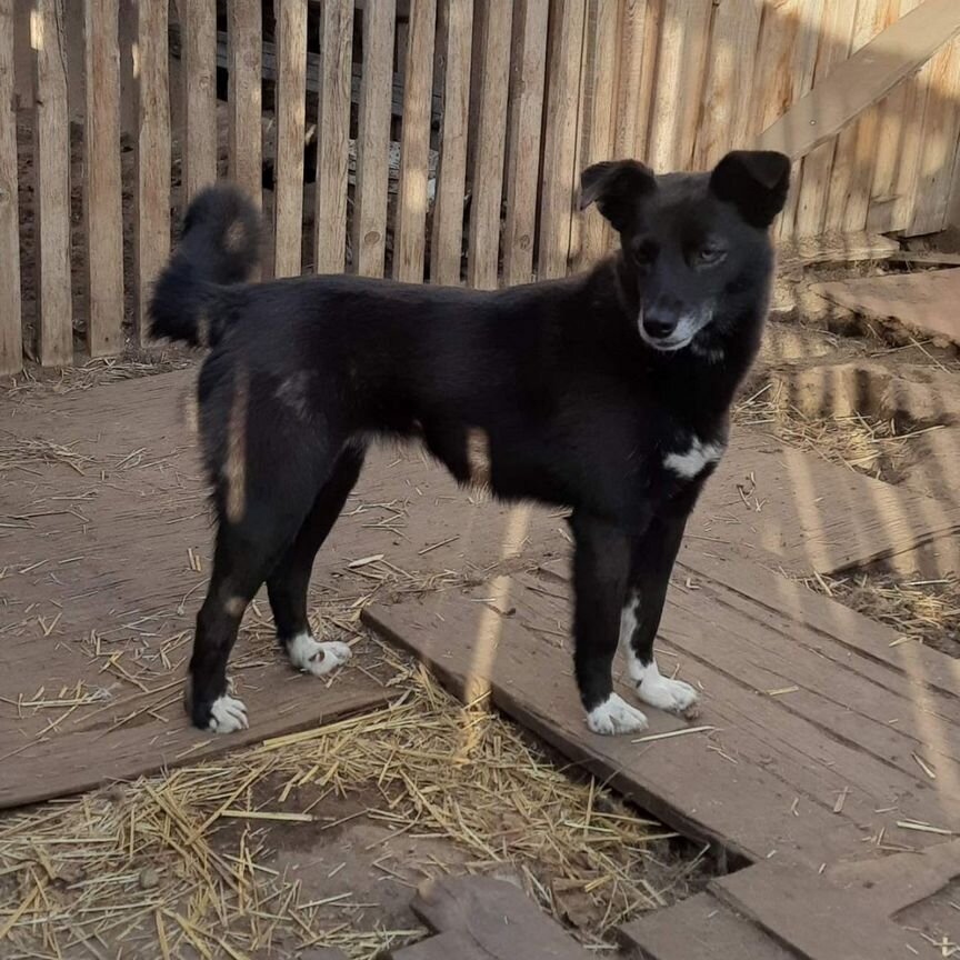 Собаки бесплатно в добрые руки