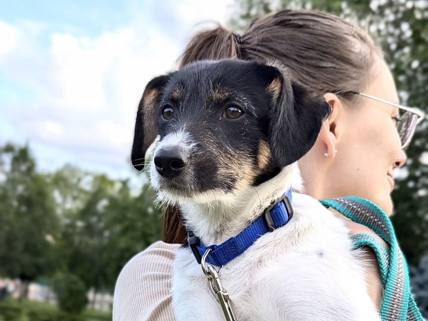 Щенок в добрые руки бесплатно