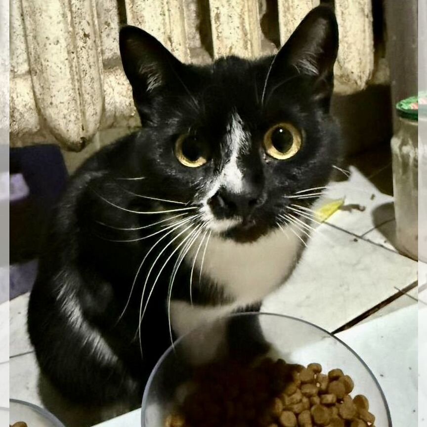 Взрослый кот от частного владельца