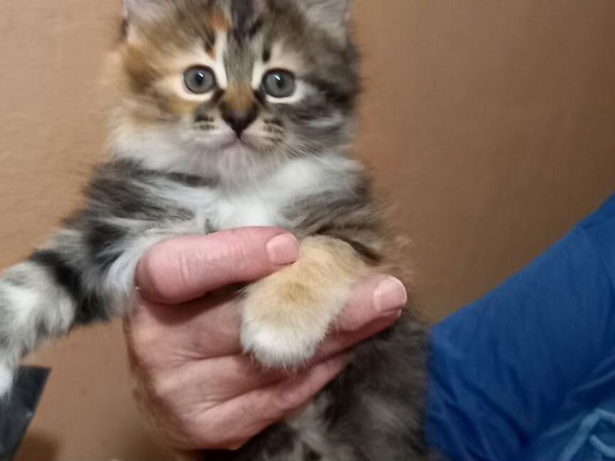 Котята. Ставрополь. Ищем дом малышам