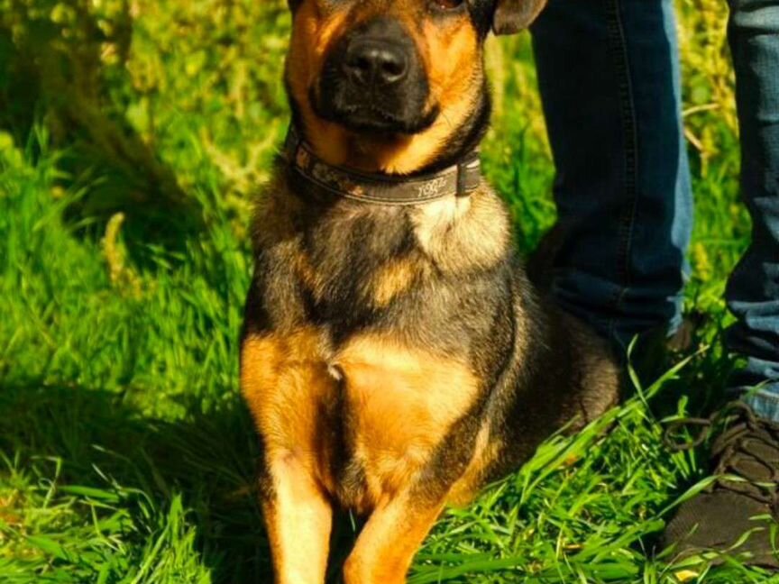 Маленькая собака ищет семью