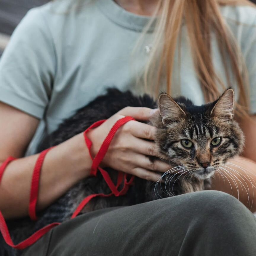 Котик Орео в добрые руки