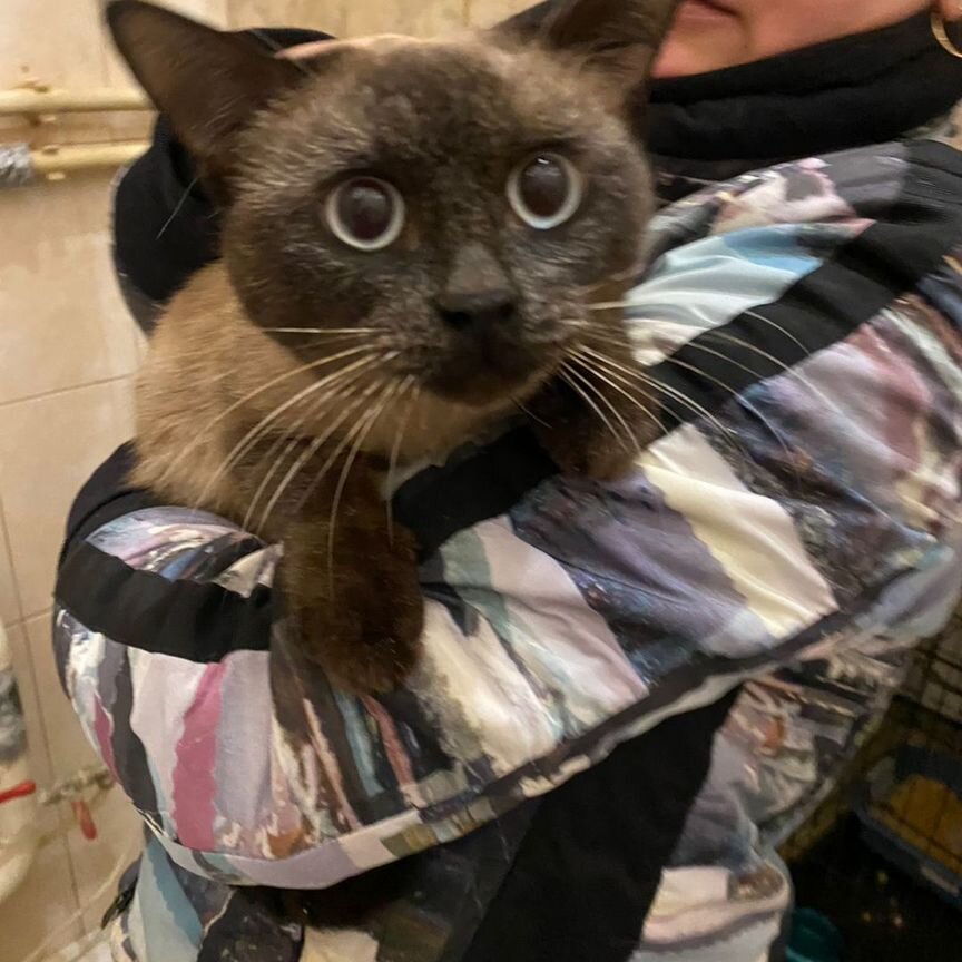 Сиамский кот Тимоша