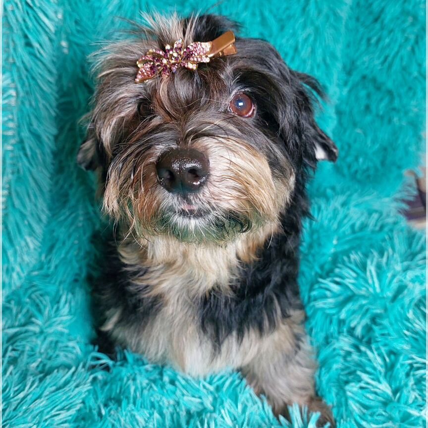 Голубой мрамор йорк