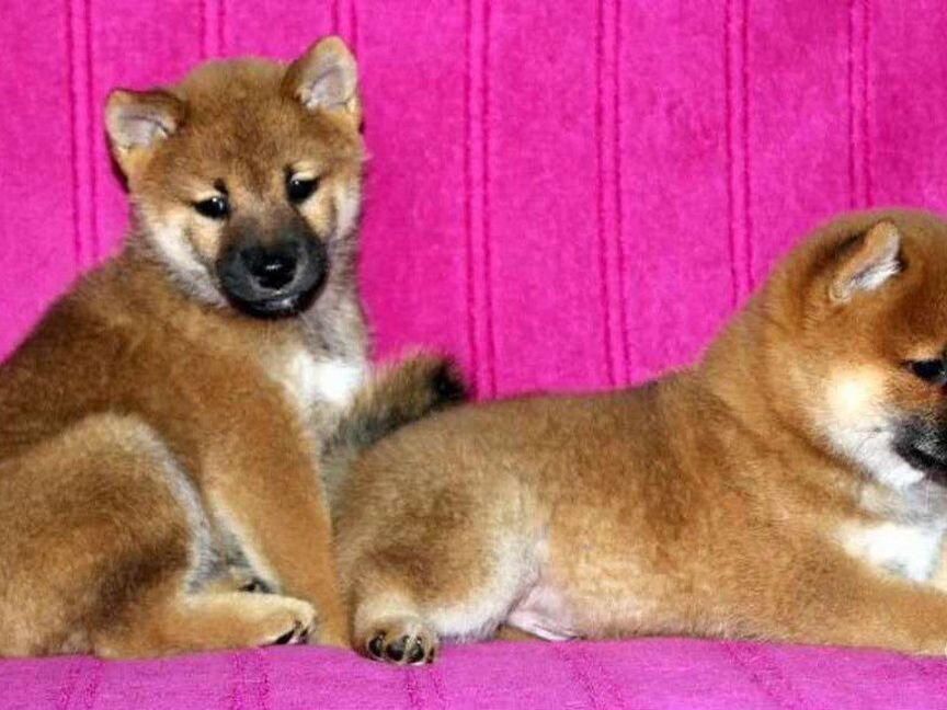 Сиба ину девочки красотки