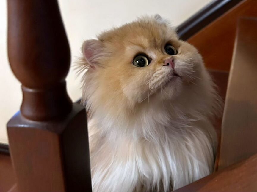 Британская длинношерстная шиншилла