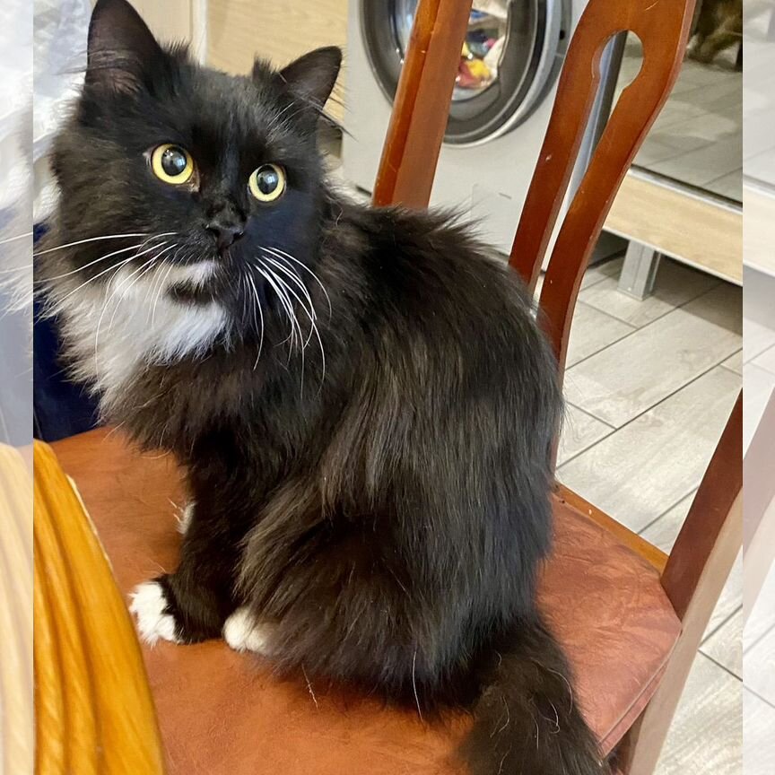 Сибирская кошка, взрослая