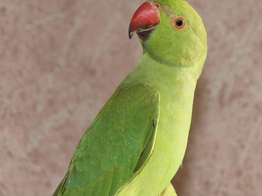 Ожереловая самка