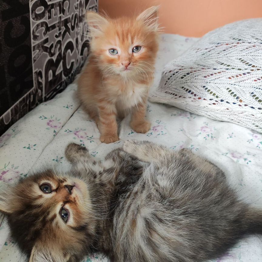 Котята бесплатно