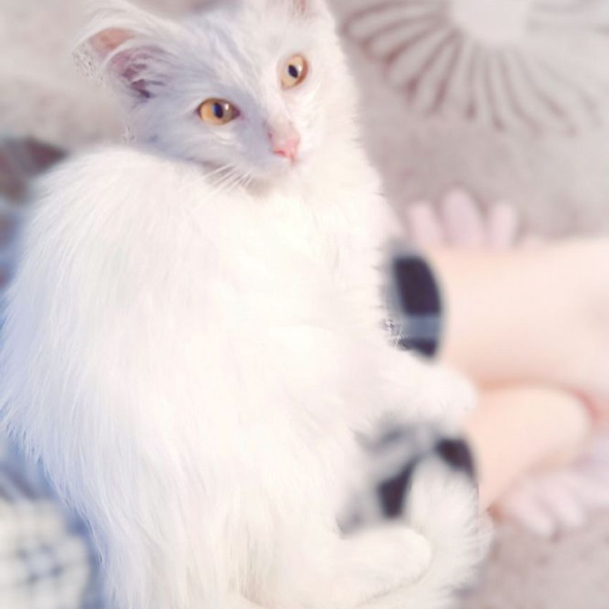 Котята в добрые руки бесплатно