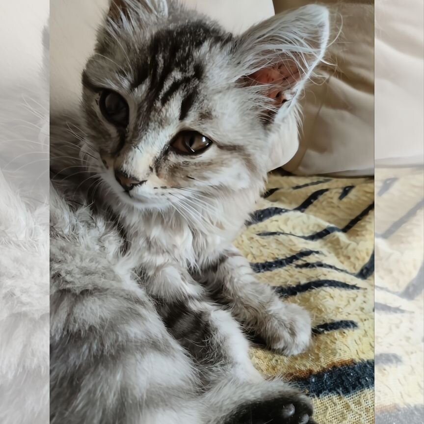 Котята