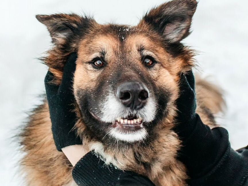 Оскар в поиске берлоги