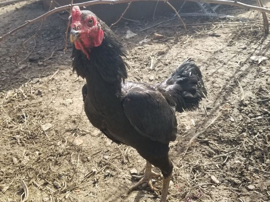 Бойцовые петухи микс тайца