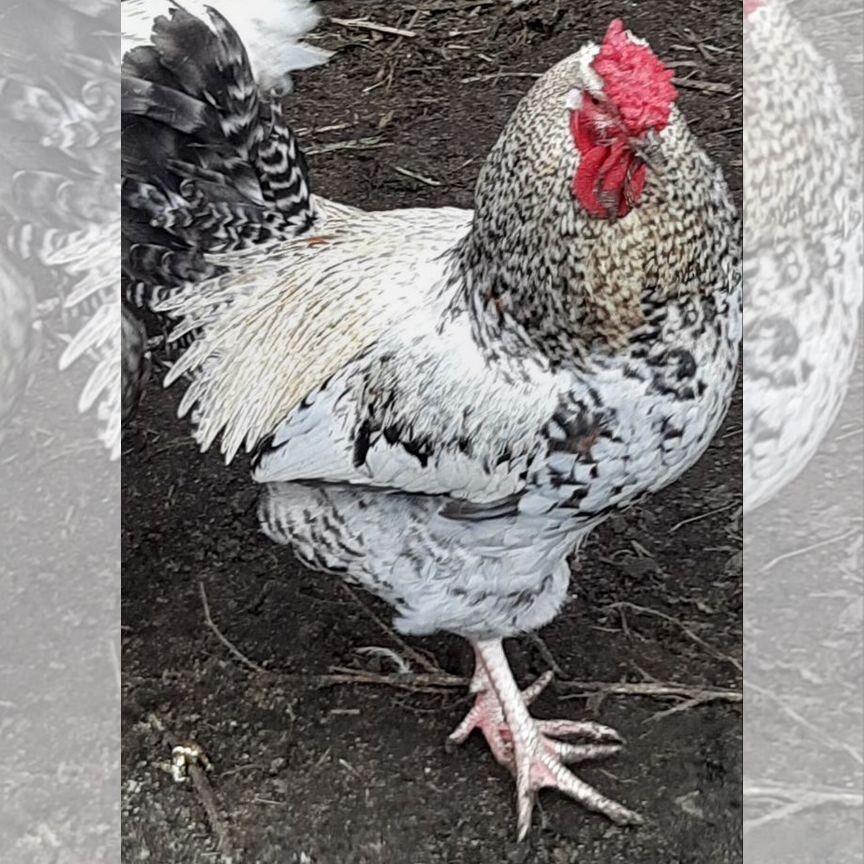 Молодые петухи