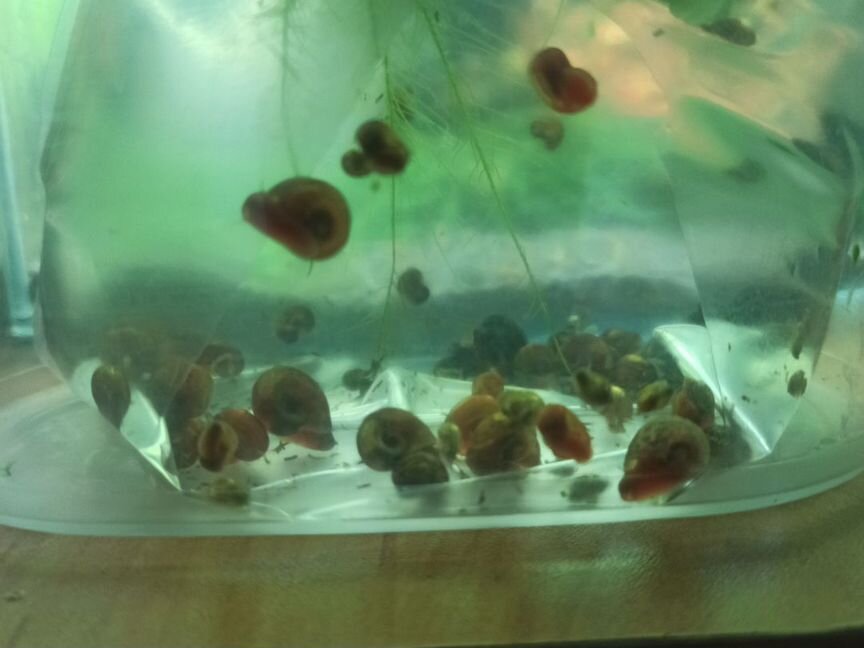 Улитки катушки и физы на корм