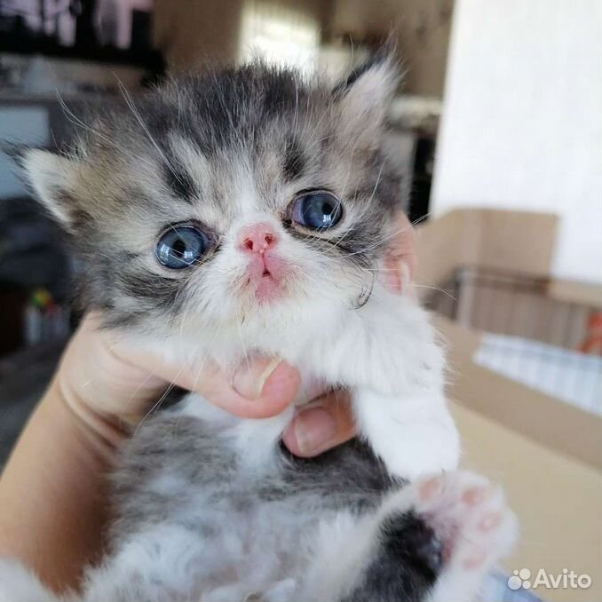 Котята Менуэт