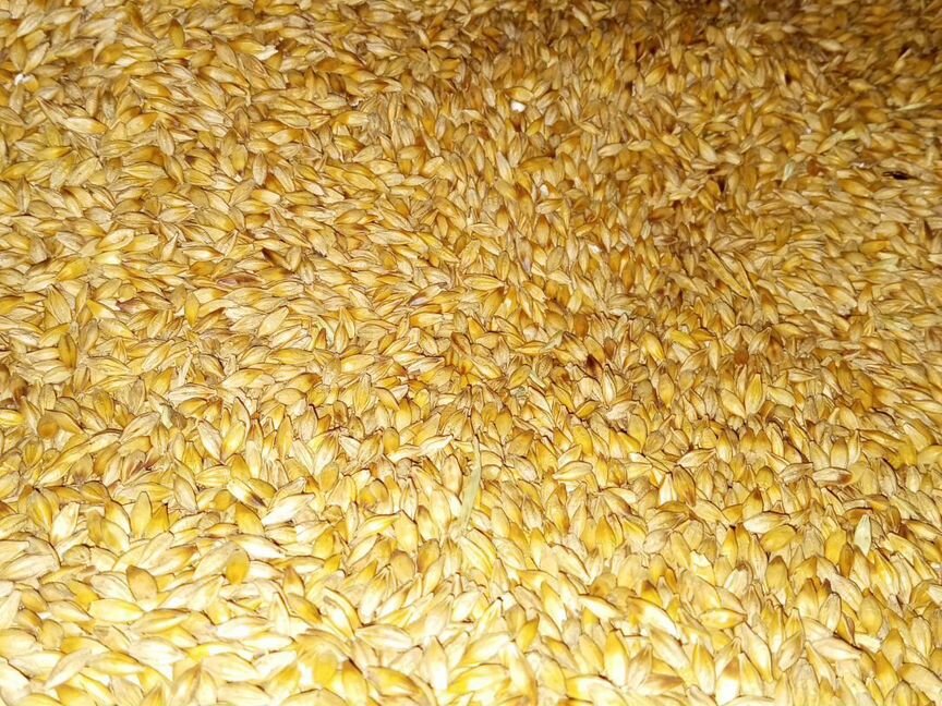 Зерно. Комбикорма