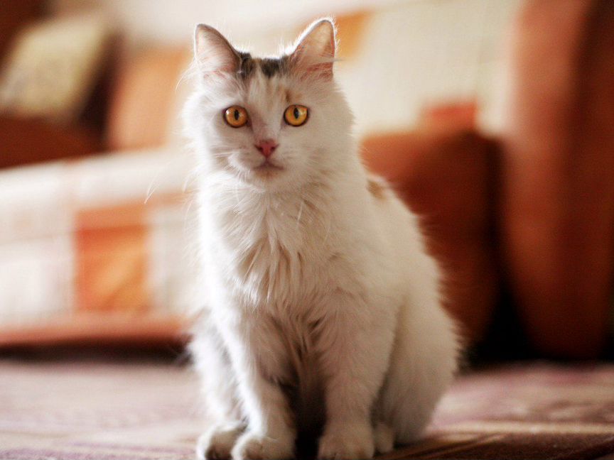 Красавица Маруся ищет дом