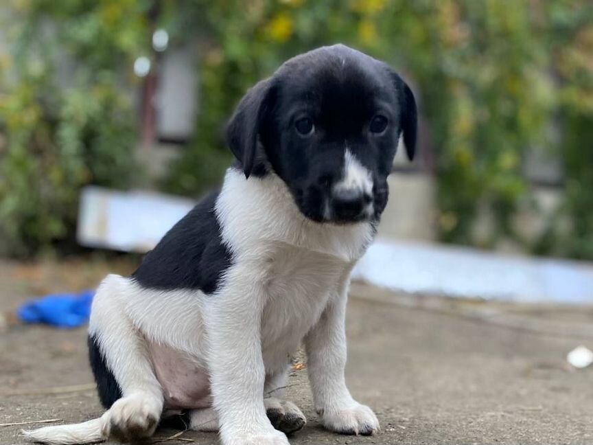 Щеночек метис в добрые руки