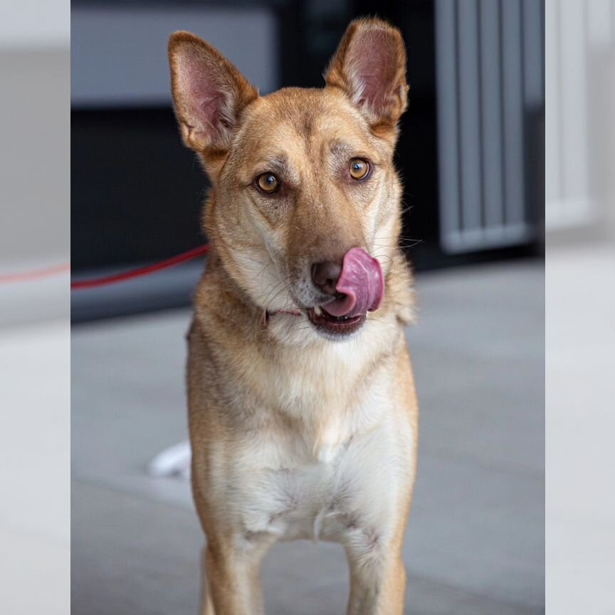 Хороший мальчик очень ищет дом