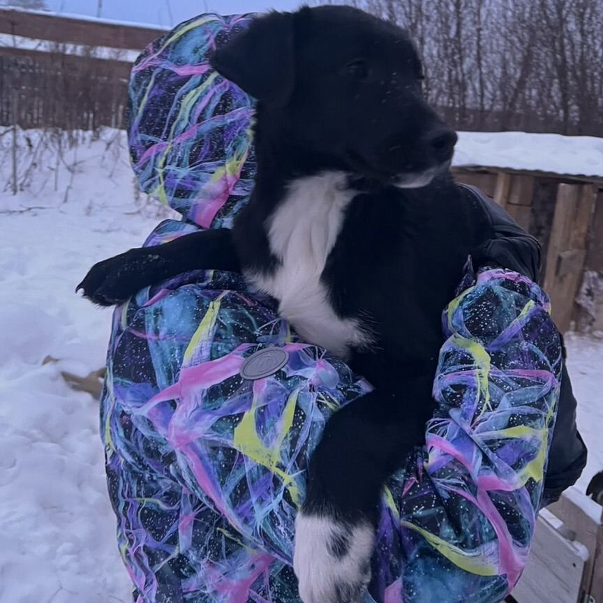 Курцхаар, щенок