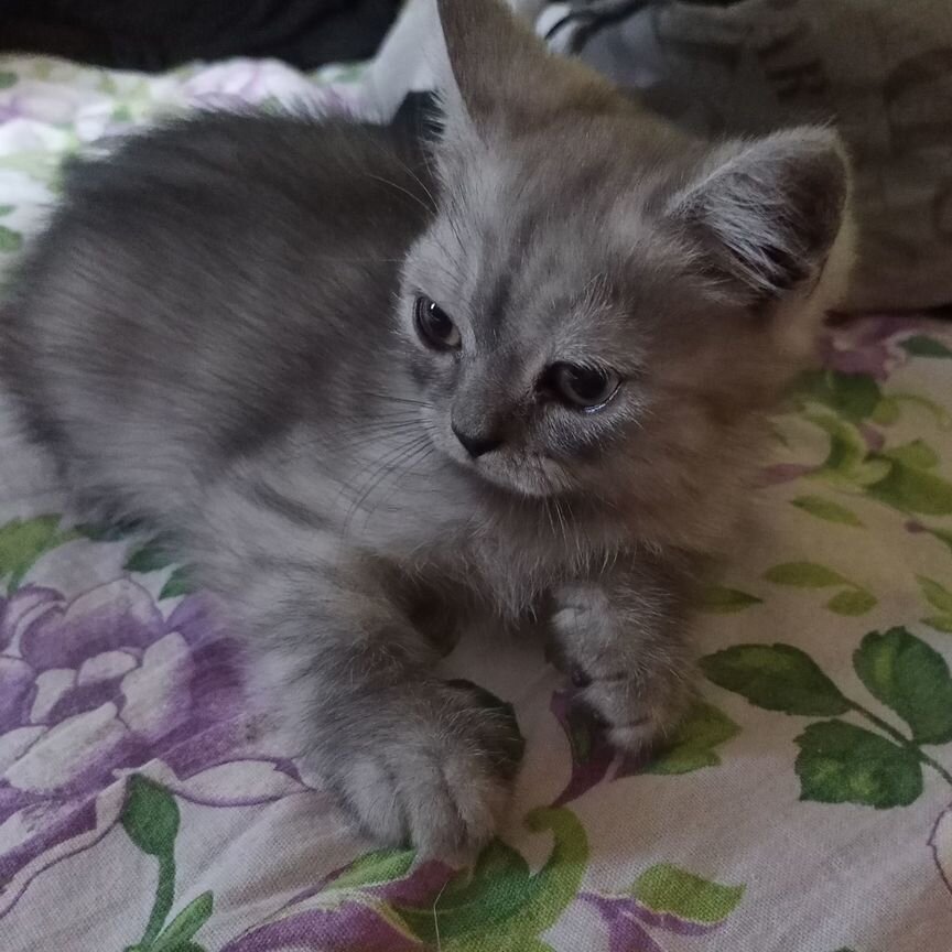Шотландский прямоухий котенок
