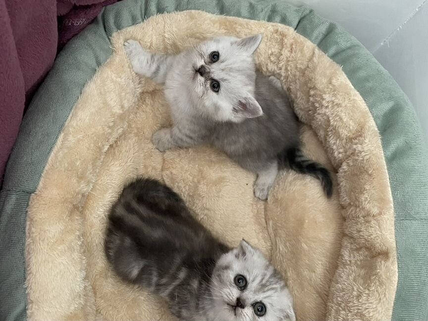 Шотландские вислоухие котята