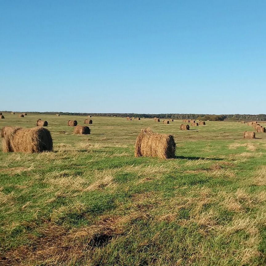 Сено в рулонах