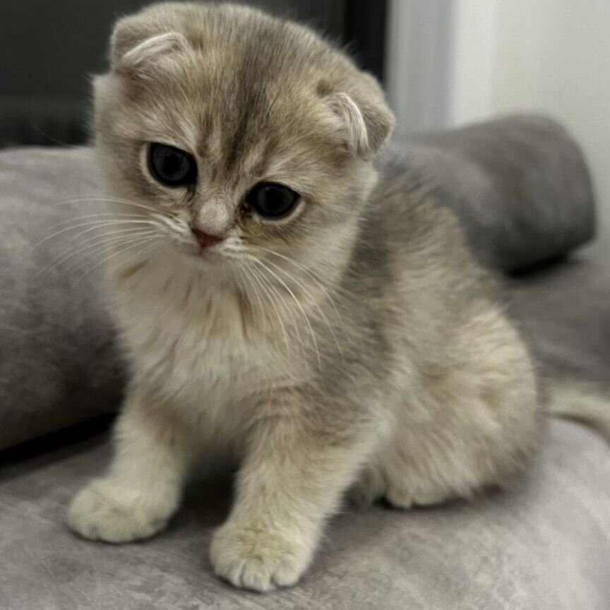 Шотландский вислоухий короткошёрстный котёнок
