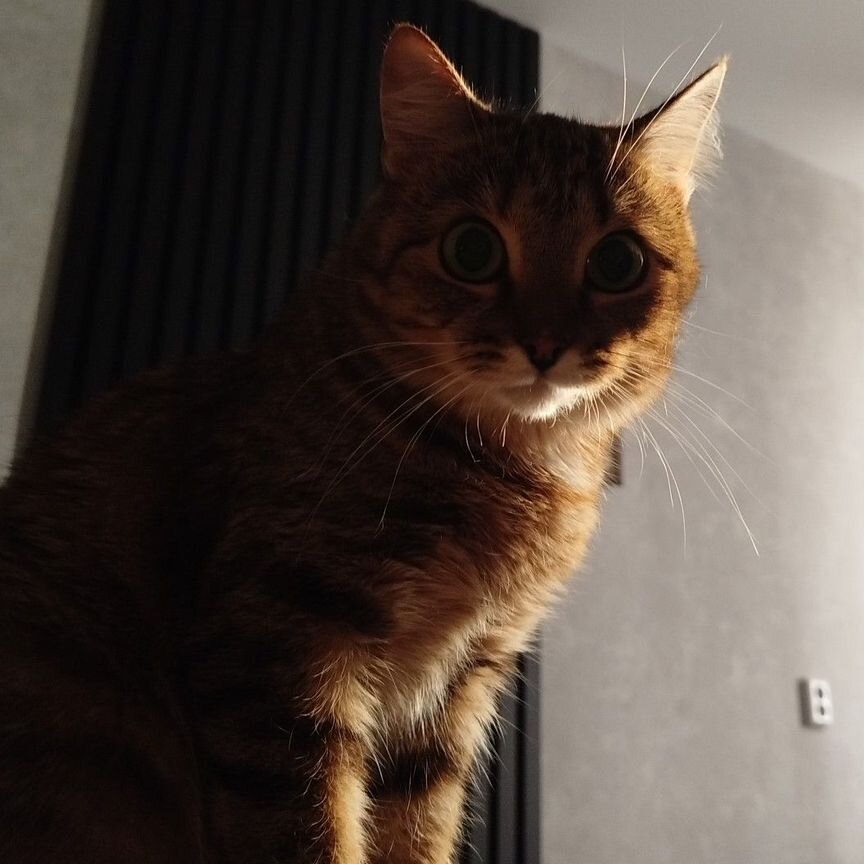 Кошка Ириска