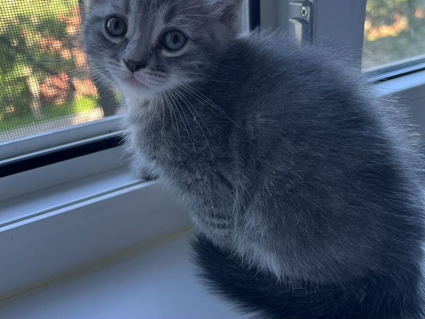 Котята
