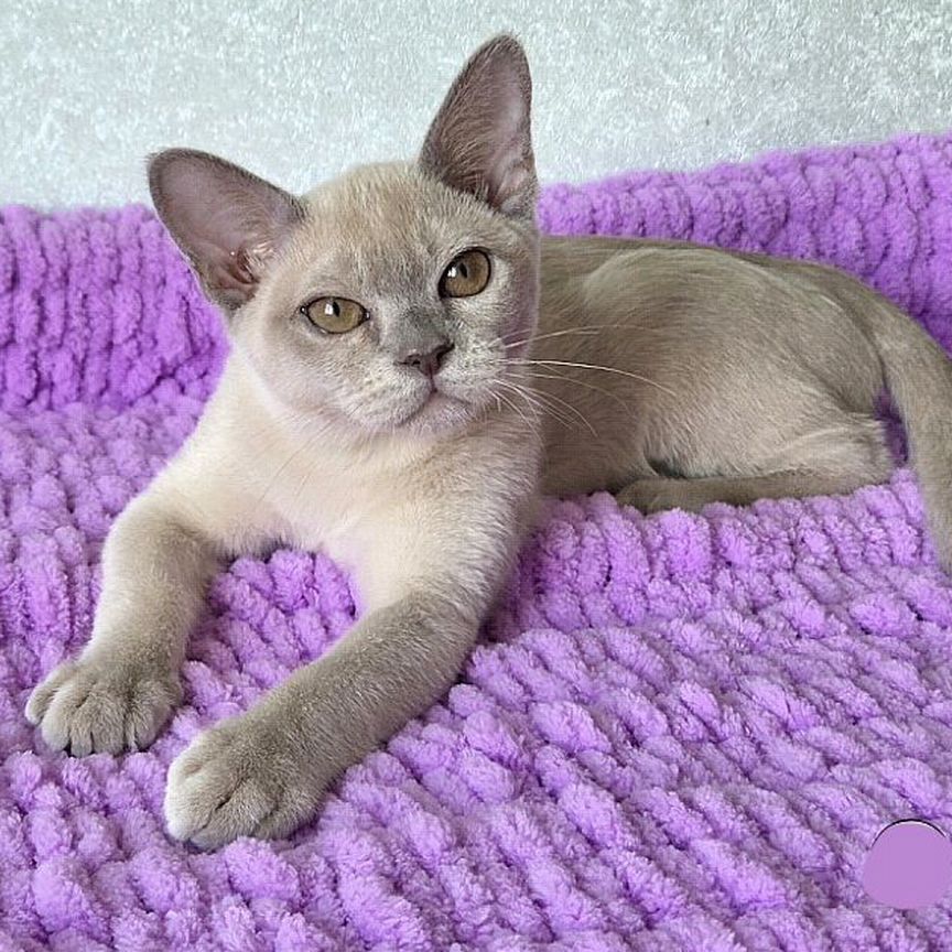 Европейский бурманский котёнок