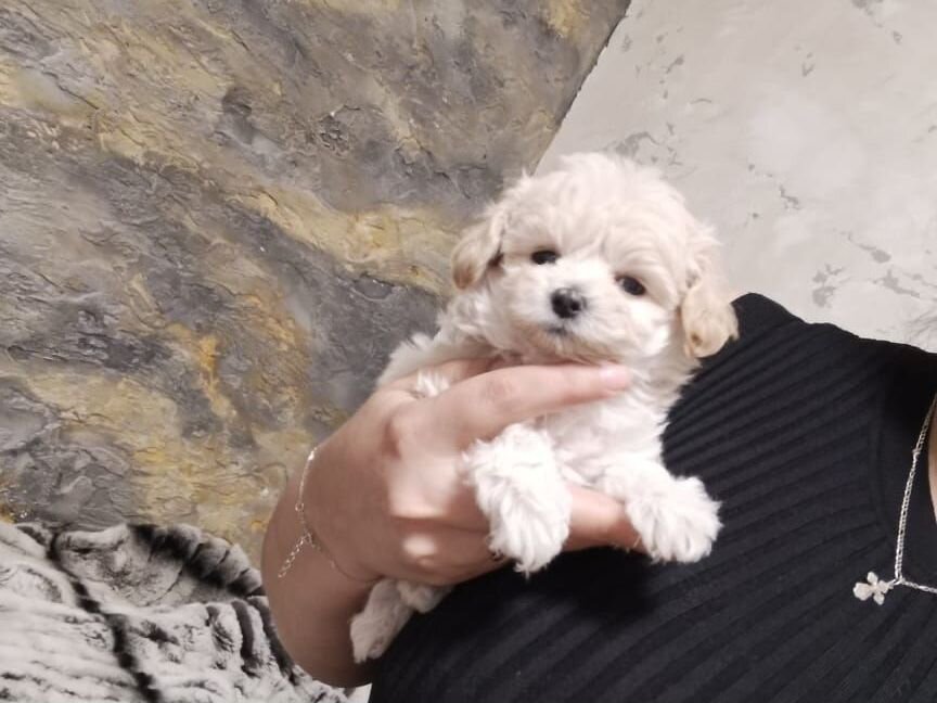 Щенки мальтипу f1 мини