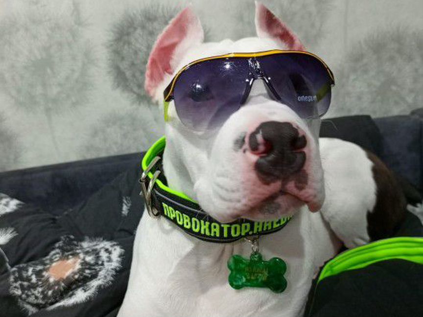 Щенки амстаффа