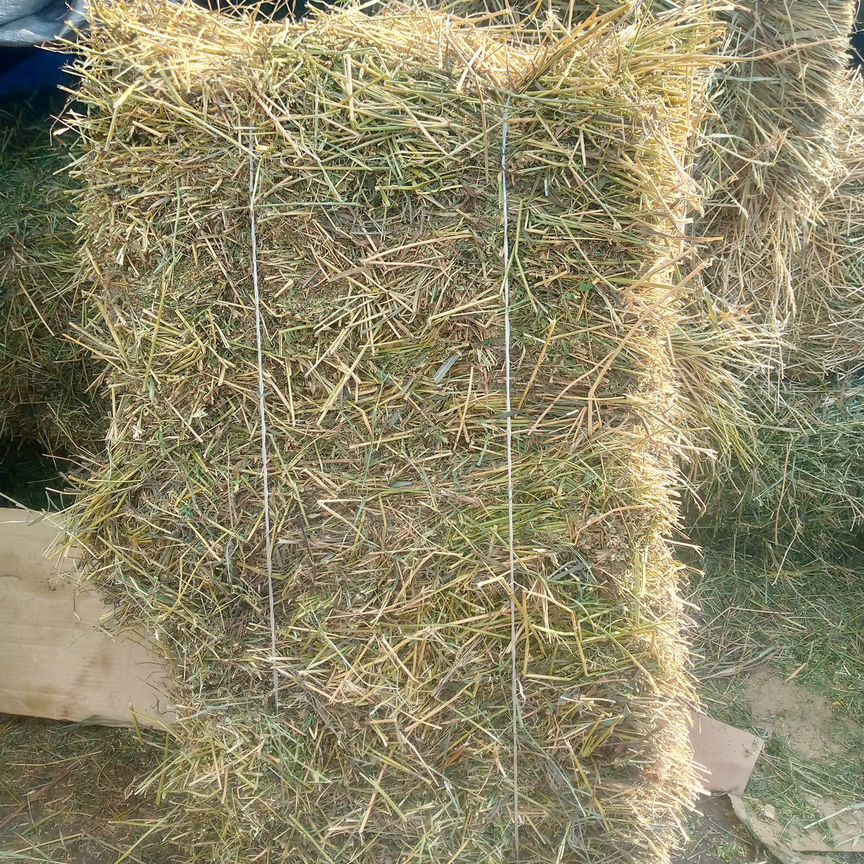 Сено люцерны в тюках
