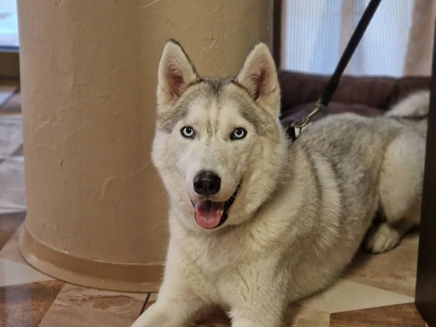 Хаски с голубыми глазами в добрые руки