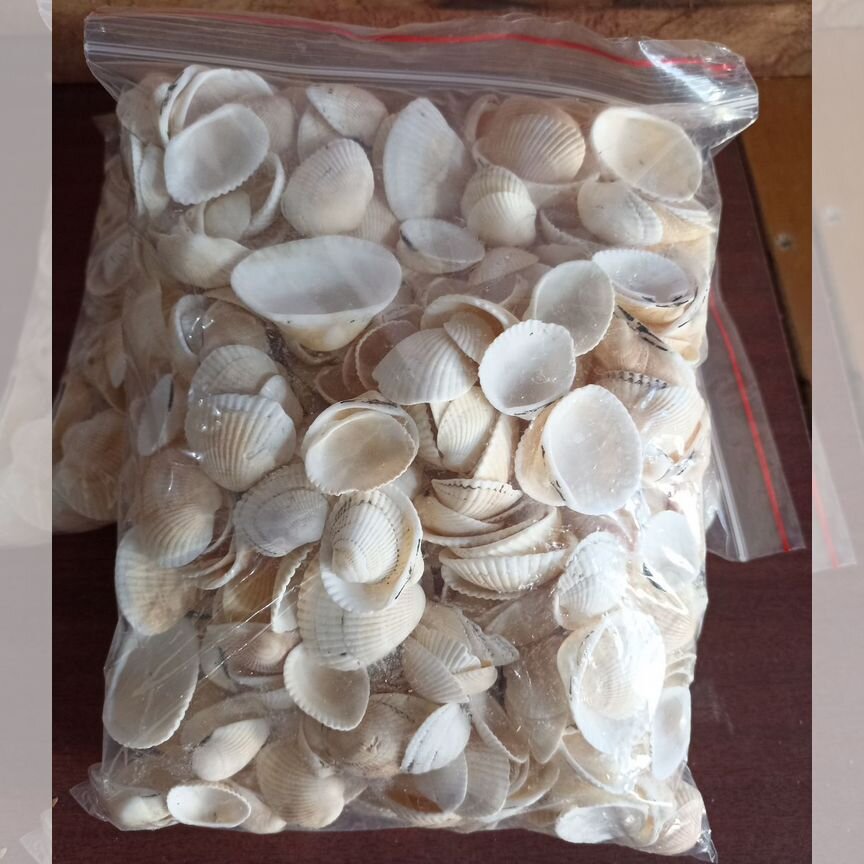 Ракушка