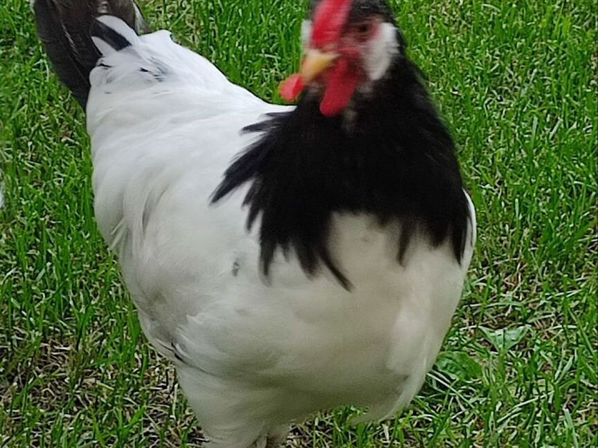 Цыплята лакенфельдера